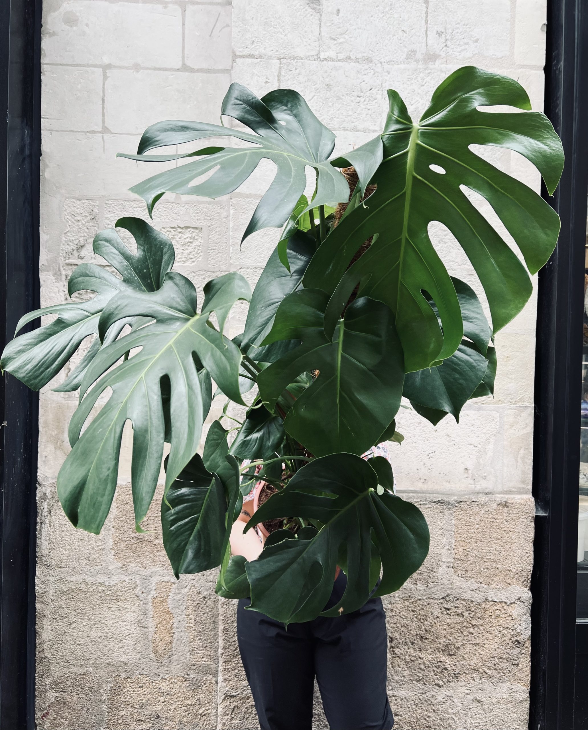 Big Monster – Pollen